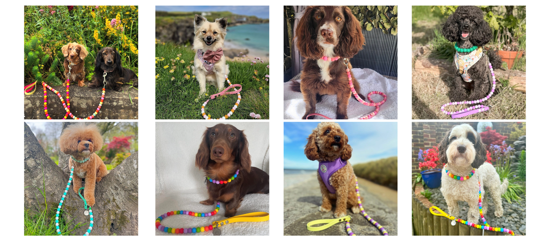 Pom Pom Collars and Biothane Leads & Collars Dog Accessories – PoochiePals